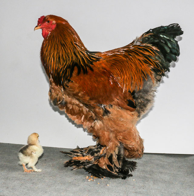 BRAHMA HÜHNER - esv-doppelts Webseite!