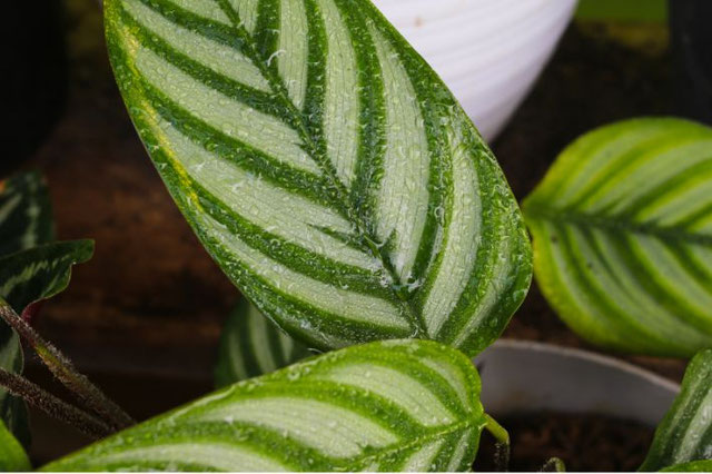 Welke kamerplanten kunnen zeer goed in de schaduw staan ...