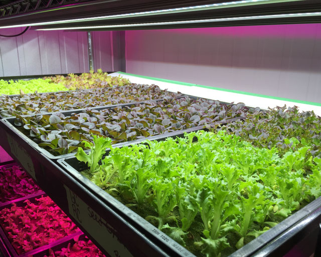 Technical Data - SunBlaster Lighting