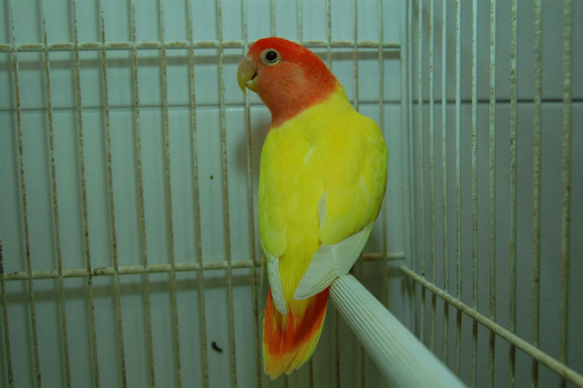 LUTINO SL (INO LIGADO AL SEXO) - Aviario Iluro - Agapornis Roseicolis Mataró - Maresme ...