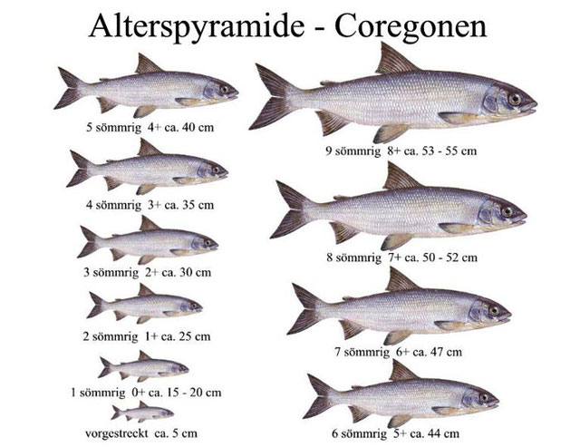 TECNICHE DI PESCA E LORO STORIA - pesca del coregone dalla barca