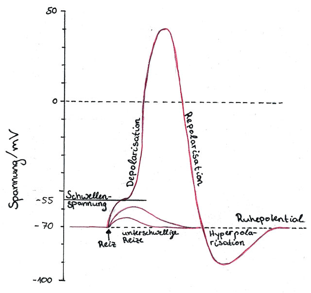 Wie entsteht das Aktionspotential? - Bio einfach erklärt