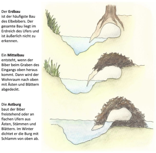 LEBENSWEISE - Moin Biber - Loki Schmidt Stiftung