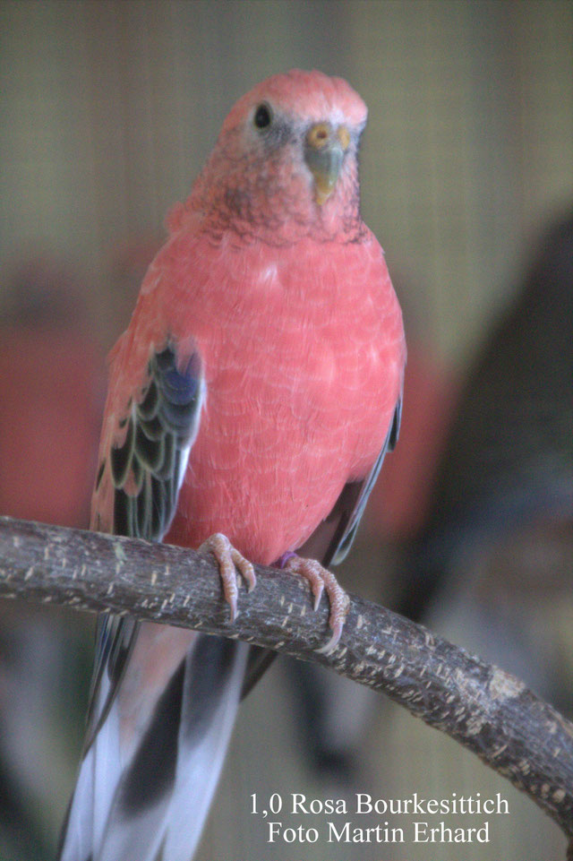 Sittiche - Martin Erhard