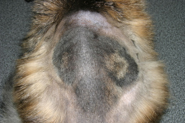 La teigne du chat - Consultations en Dermatologie Vétérinaire