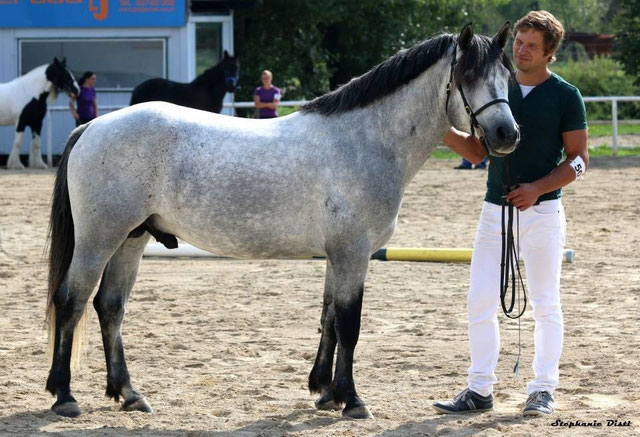 Connemara -Pony - oezp-ponys Webseite!