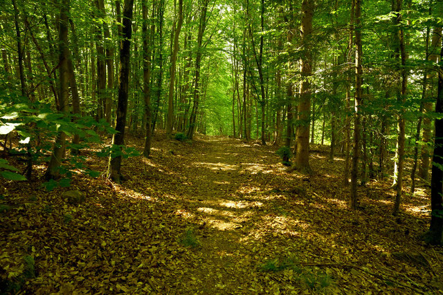 Germany´s Forests - The-German-American