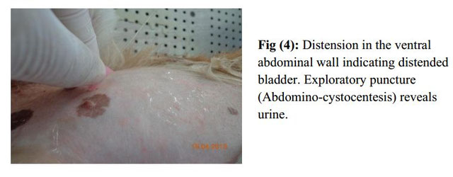 Tube Cystostomy VS Bladder Marsupialization: Clinical and ...