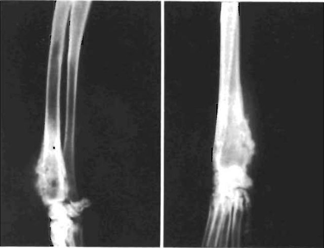 Canine Osteosarcoma:A clinico-pathologic study of 194 case ...