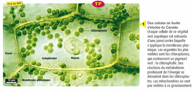 Chapitre 3 : La cellule, point commun des êtres vivant - Site de svtpmc