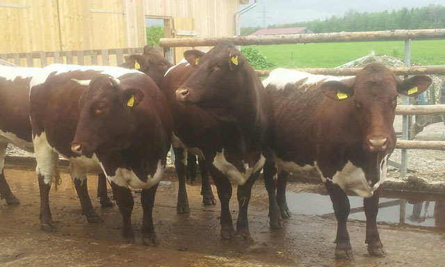 Unsere Rasse - Pinzgauer Rind - Pinzgauerbetrieb Oßwald