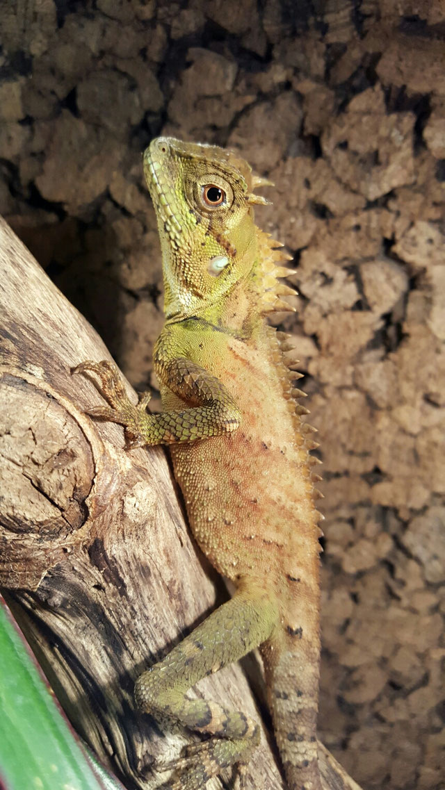 Acanthosaura nataliae - Zucht und Haltung australischer Warane und Echsen