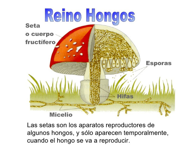 REINO HONGO - WEB ITIF - CENTROBIOLOGIA