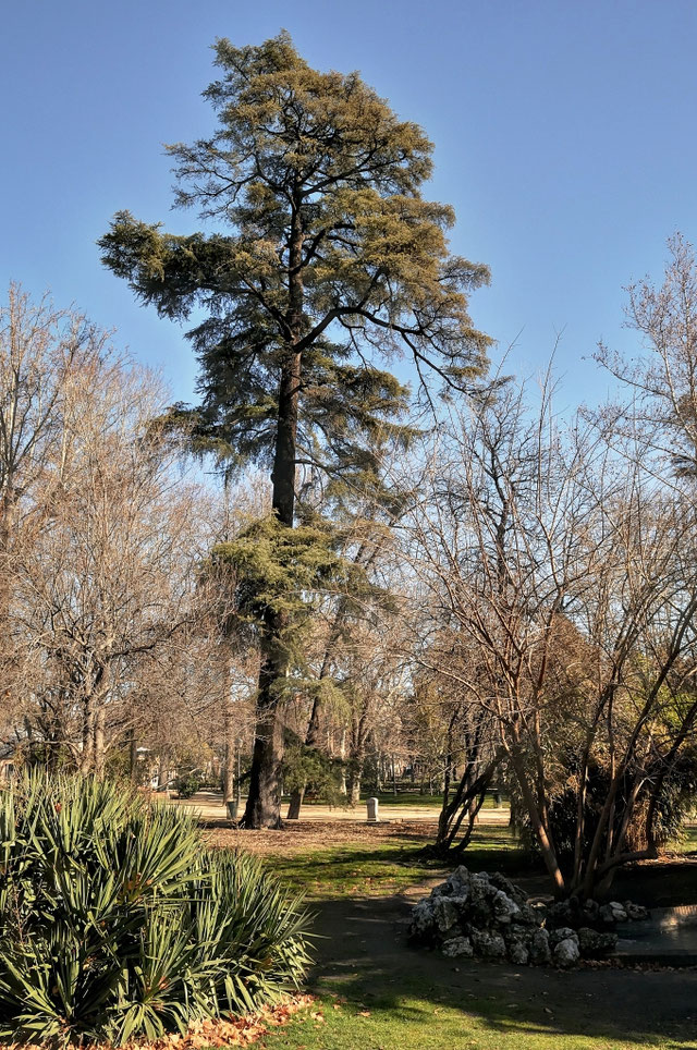 MADRID - Árboles Singulares de la Comunidad de Madrd