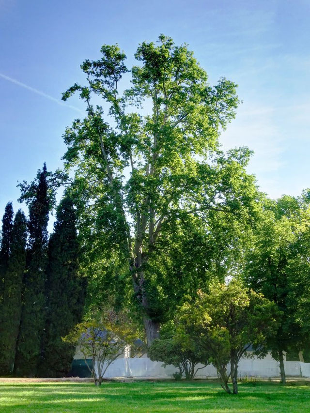 ARANJUEZ - Árboles Singulares de la Comunidad de Madrd
