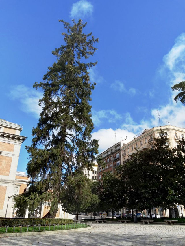 MADRID - Árboles Singulares de la Comunidad de Madrd