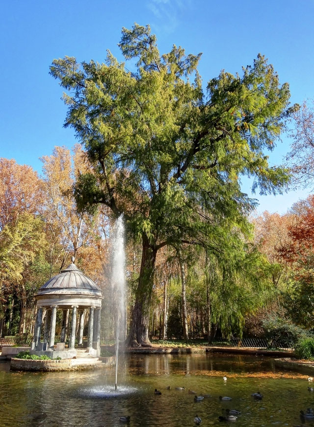 ARANJUEZ - Árboles Singulares de la Comunidad de Madrd