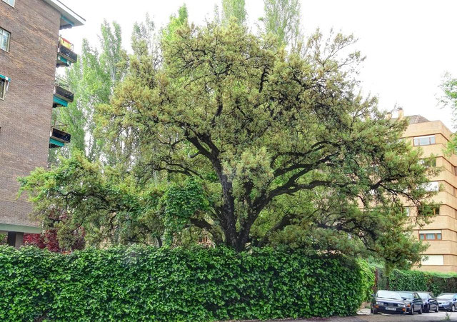 MADRID OTRAS ZONAS - Árboles Singulares de la Comunidad de Madrd