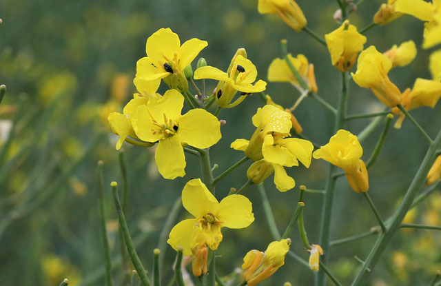 Alles voll mit gelben Pollen - nicht immer ist es der Raps - Horner ...
