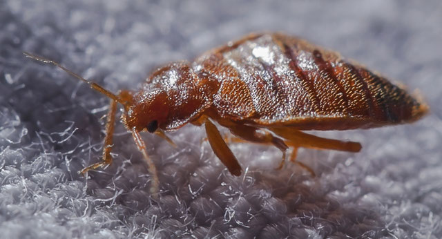 Bettwanze - bettwanzen24
