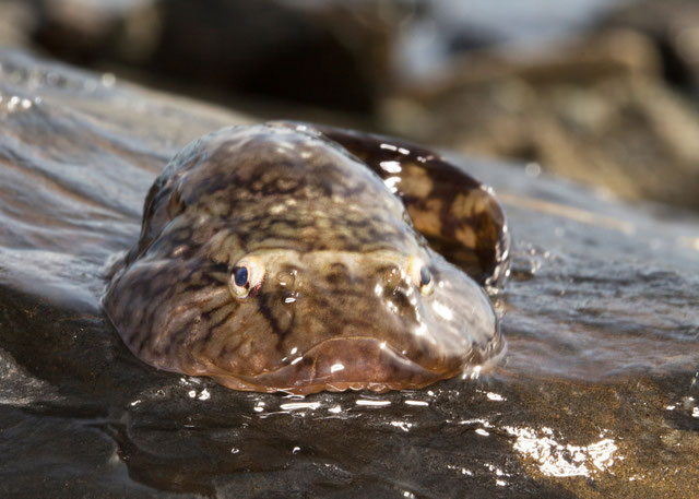 Northern Clingfish (Gobiesox maeandricus) - petraditsches Webseite!