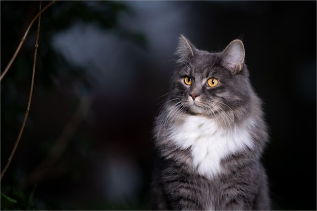 La vision du chat - Clinique vétérinaire Mulhouse
