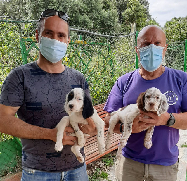 Setter para la caza de la bécada - WEB DE SETTERS BECADEROS