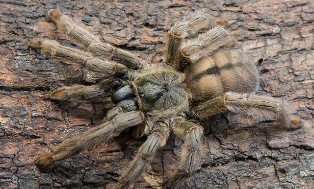 Wildlife Guide - El Socorro Centre for Wildlife Conservation