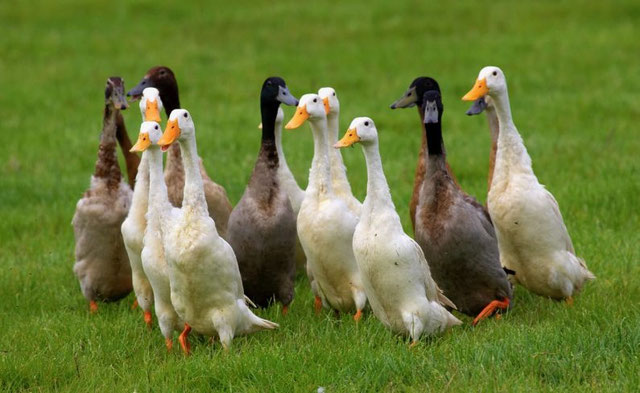 Enten - Schenk-Hof in Friesenried
