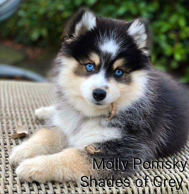 Welkom bij Pomsky Shades Of Grey. AL onze pups worden geboren middels ...