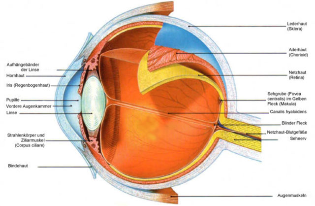 Startseite - augenarztpraxis-friedrichshagen Jimdo-Page!