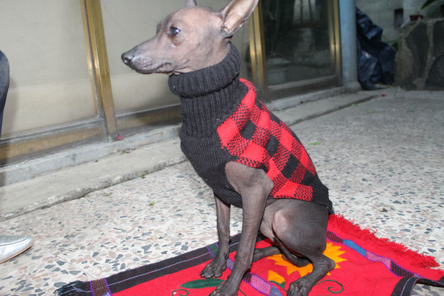 El Xoloitzcuintle, un perro Maravilloso | Xolos Ramirez - criadero de ...