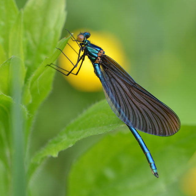 Entdecke die NAJU - NAJU Bundesgeschäftsstelle