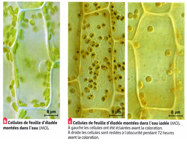 De la lumière solaire aux combustibles fossiles - Site de cours de ...