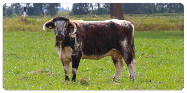 Rinderrassen | Bio Rindfleisch von ausgewählten Rassen. - Mein BioRind