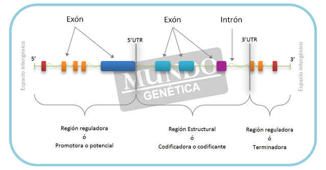 1.2 Estructura y partes de un gen - Mundogenetica