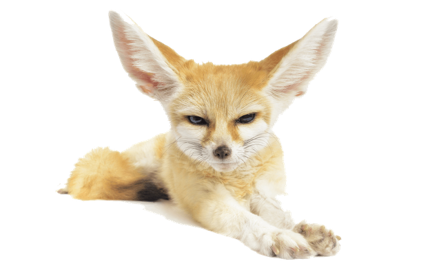 Fennec : poids, taille, longévité, habitat, alimentation - Dictionnaire ...