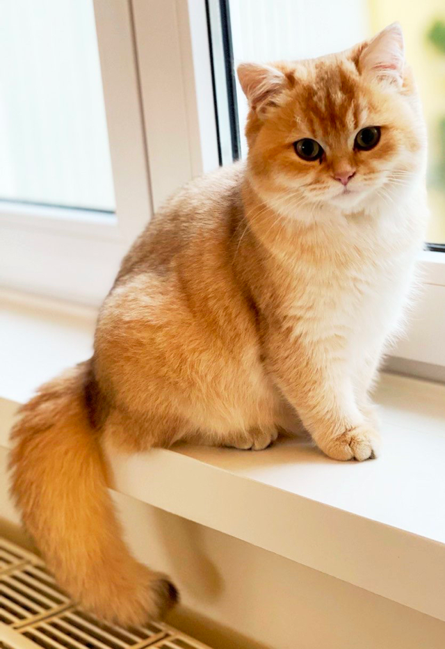 Gold - die neue Farbvariante bei Britisch Kurzhaar- und Britisch ...