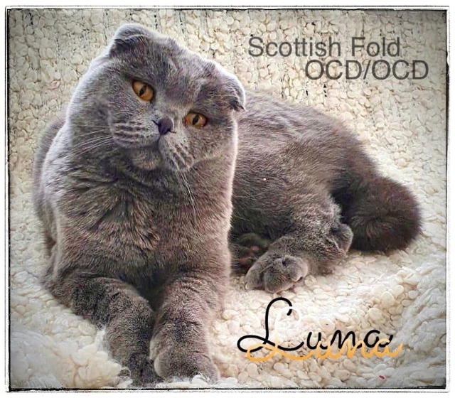 Scottish Fold OCD Tests - Katzengenetik - Vererbung der Fellfarben und ...