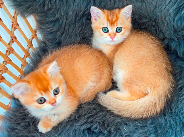 Gold - die neue Farbvariante bei Britisch Kurzhaar- und Britisch ...