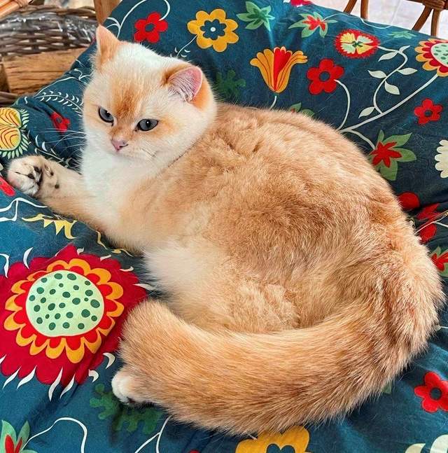 Gold - die neue Farbvariante bei Britisch Kurzhaar- und Britisch ...