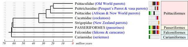 Australaves - bird-phylogeny