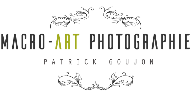 Insect Folies - Patrick Goujon-photographe animalier et ...