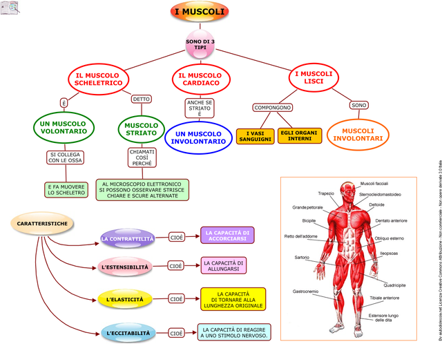 Apparato Locomotore - Benvenuti su macromicro8!
