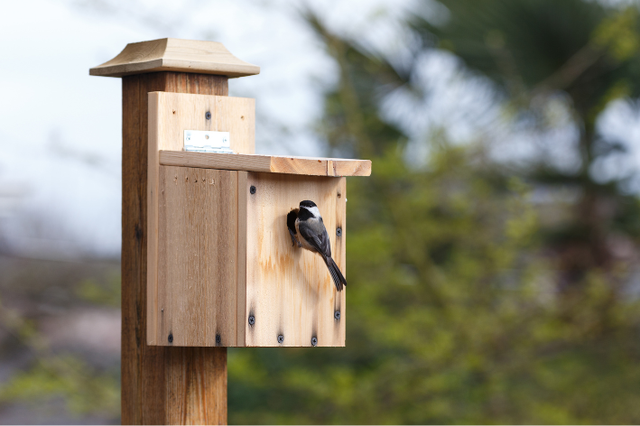 Vogelhuisje met camera: meekijken met wifi nestkast - Lindaschrijfthetop.nl