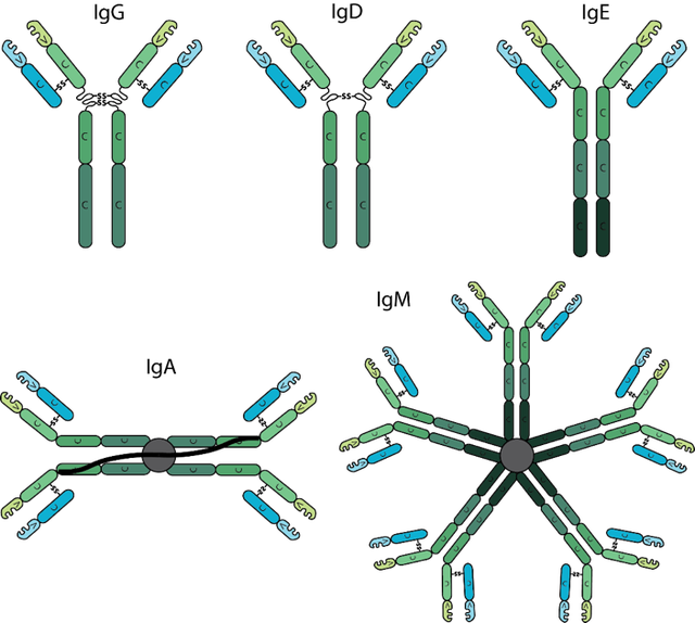 FAQ - Innovative antibodies against haptens and transmembrane proteins