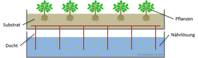 Hydroponik Grundlagen - SINTERRA - Hydroponics without substrate