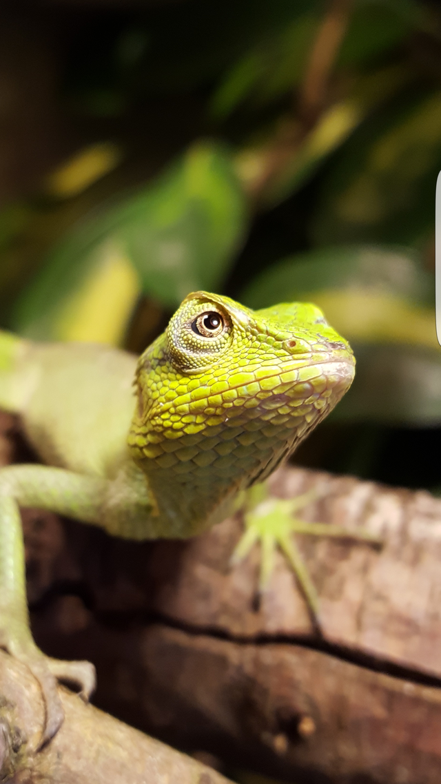Calotes nigrilabris - Zucht und Haltung australischer Warane und Echsen