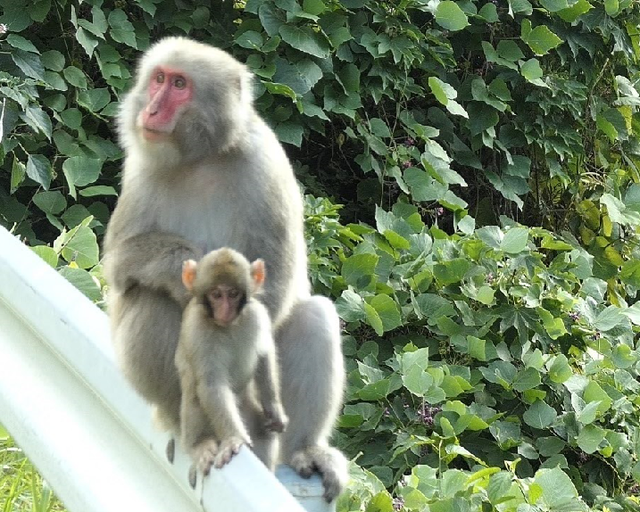 The Most Northern Monkey 北限のサル - impressivejapan ページ！