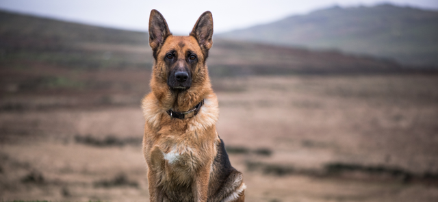 Pourquoi mon chien mange son caca ? - Clinique vétérinaire Mulhouse